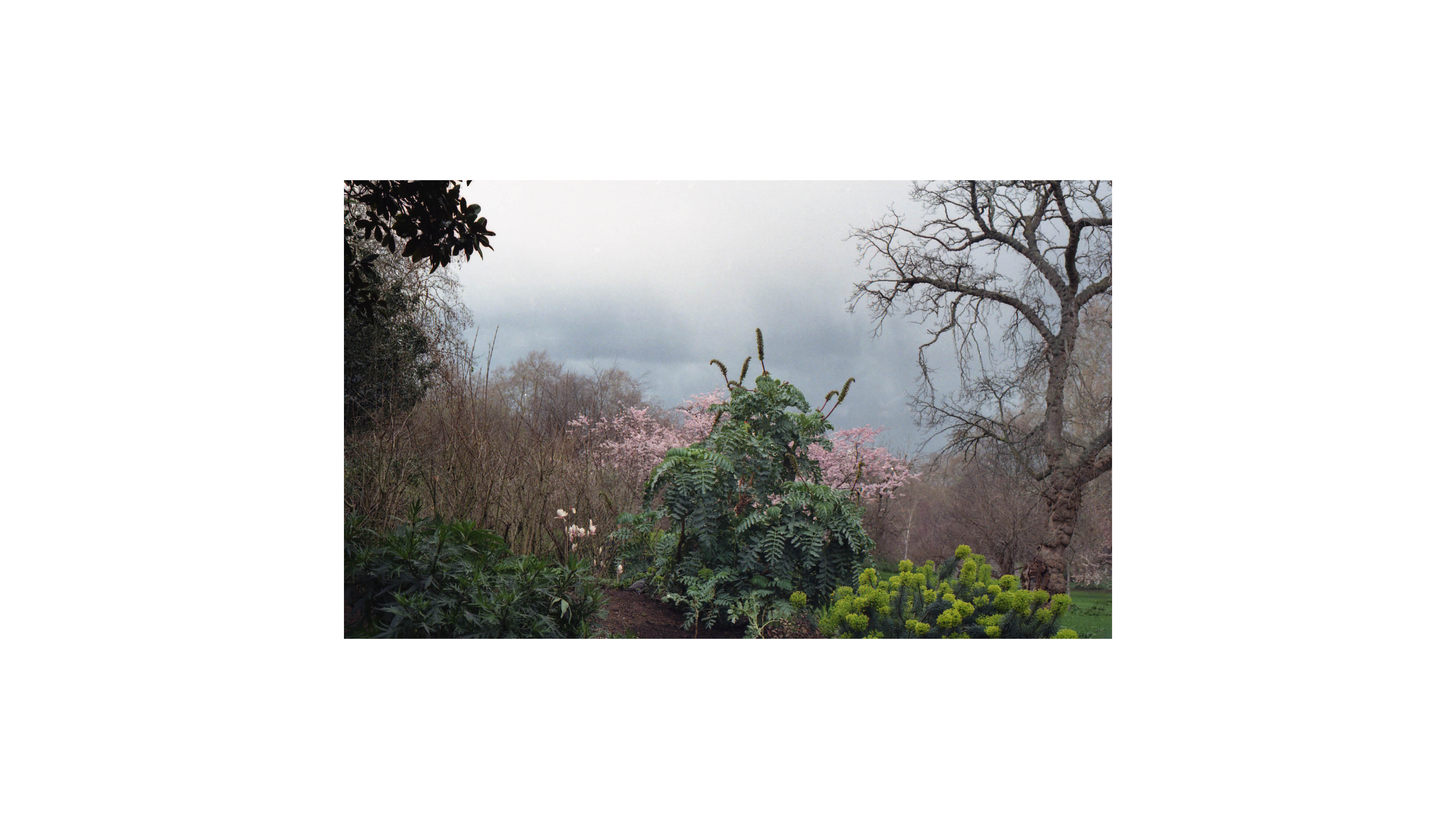 Yanina Isla — Behind the Bushes