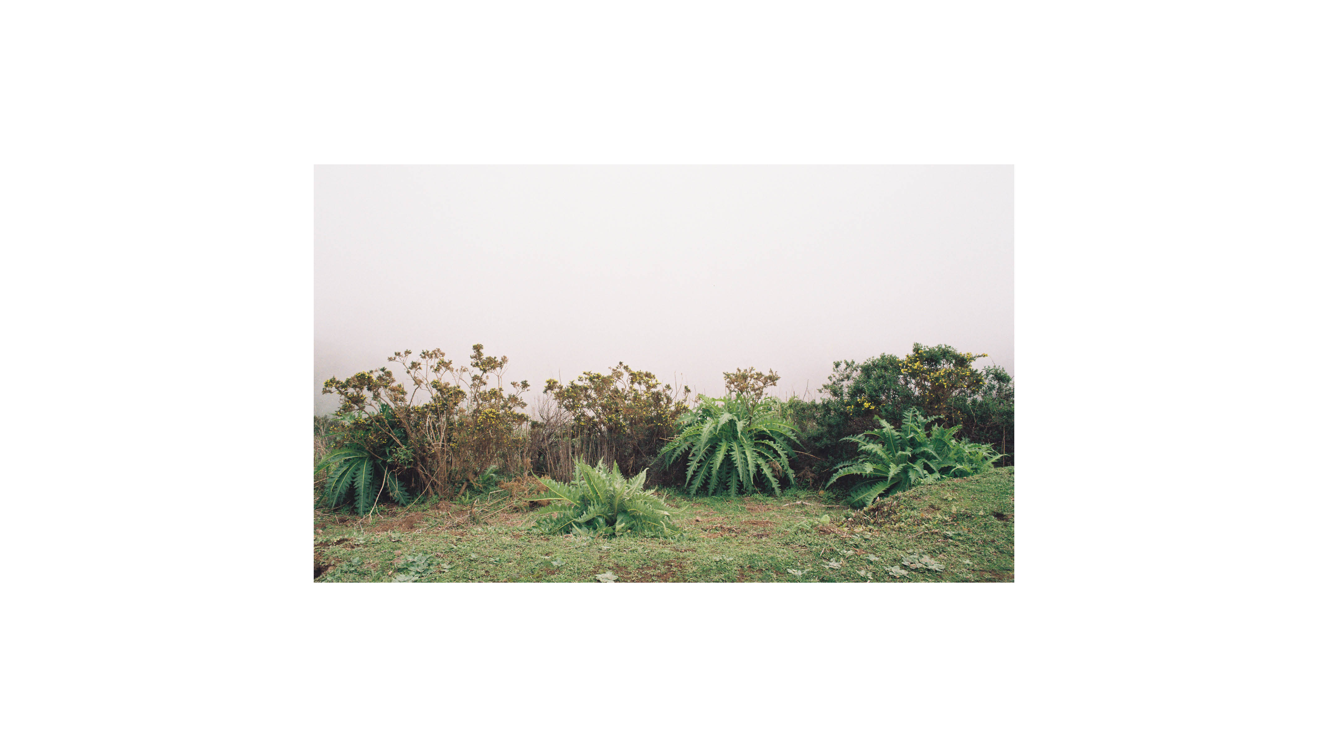 Yanina Isla — Behind the Bushes