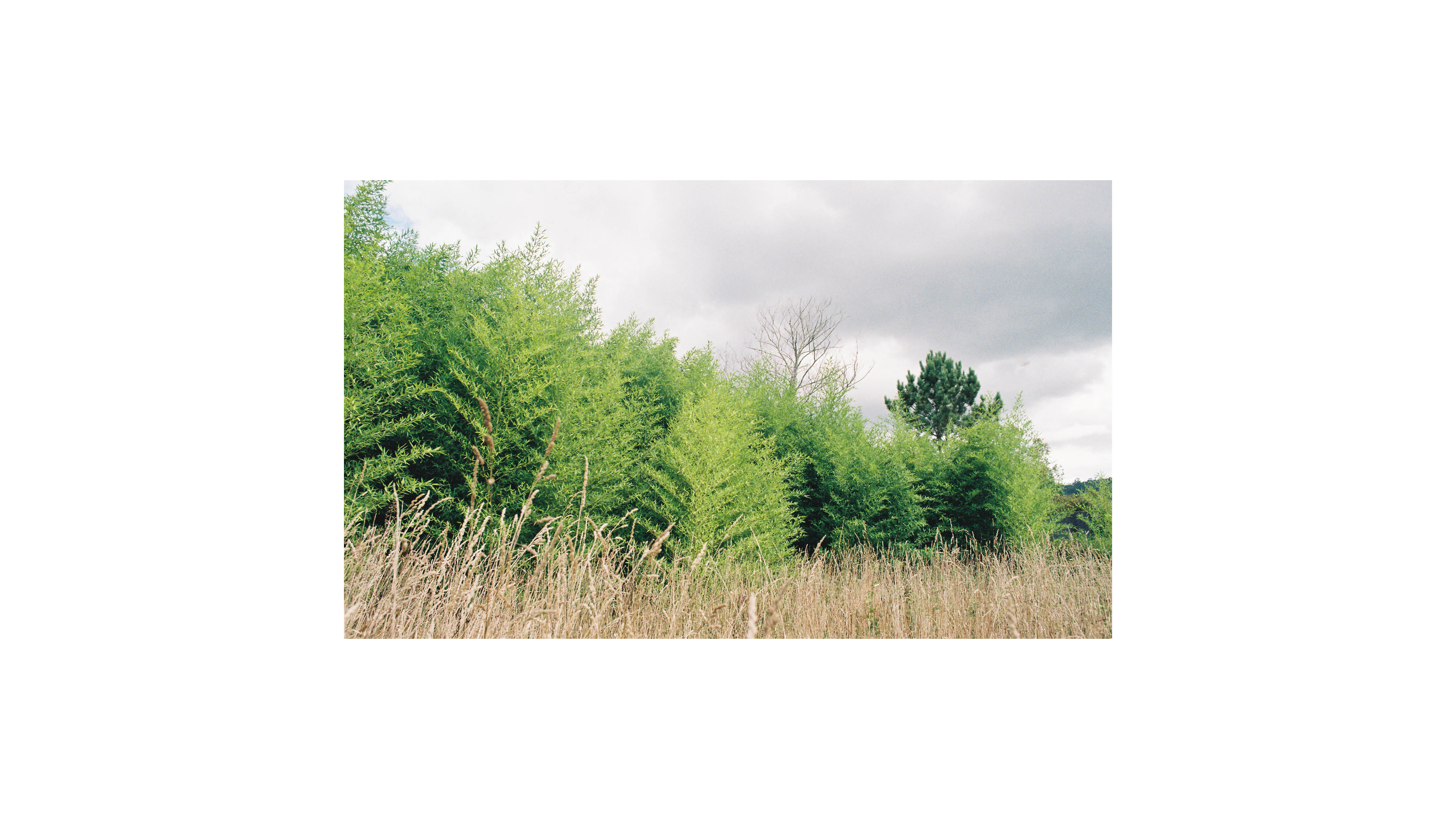 Yanina Isla — Behind the Bushes